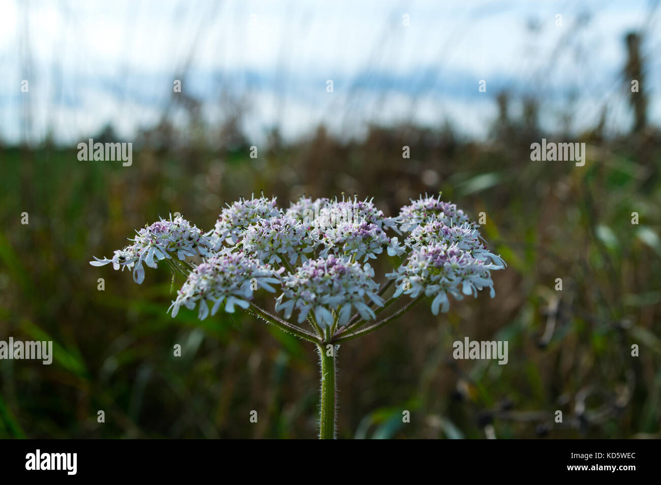 Macro British wild meadow Hemlock flower in full bloom with white and ...