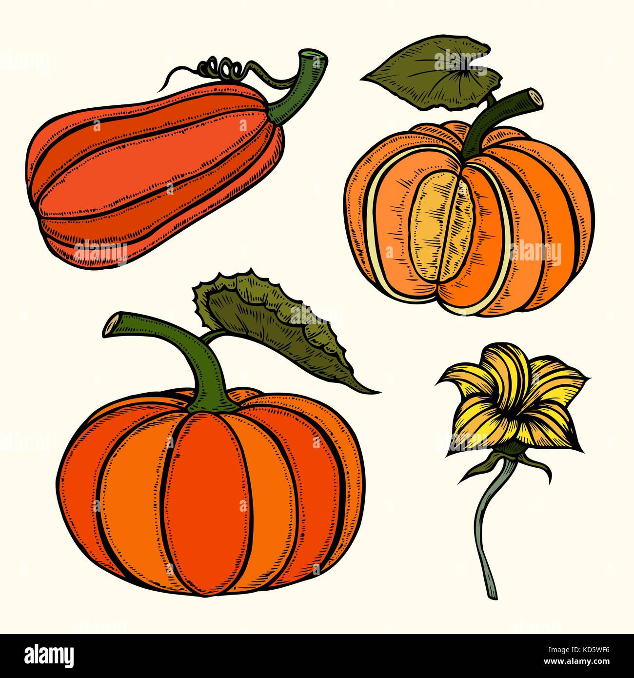 Orangepumpkin Stock Vector Images - Alamy