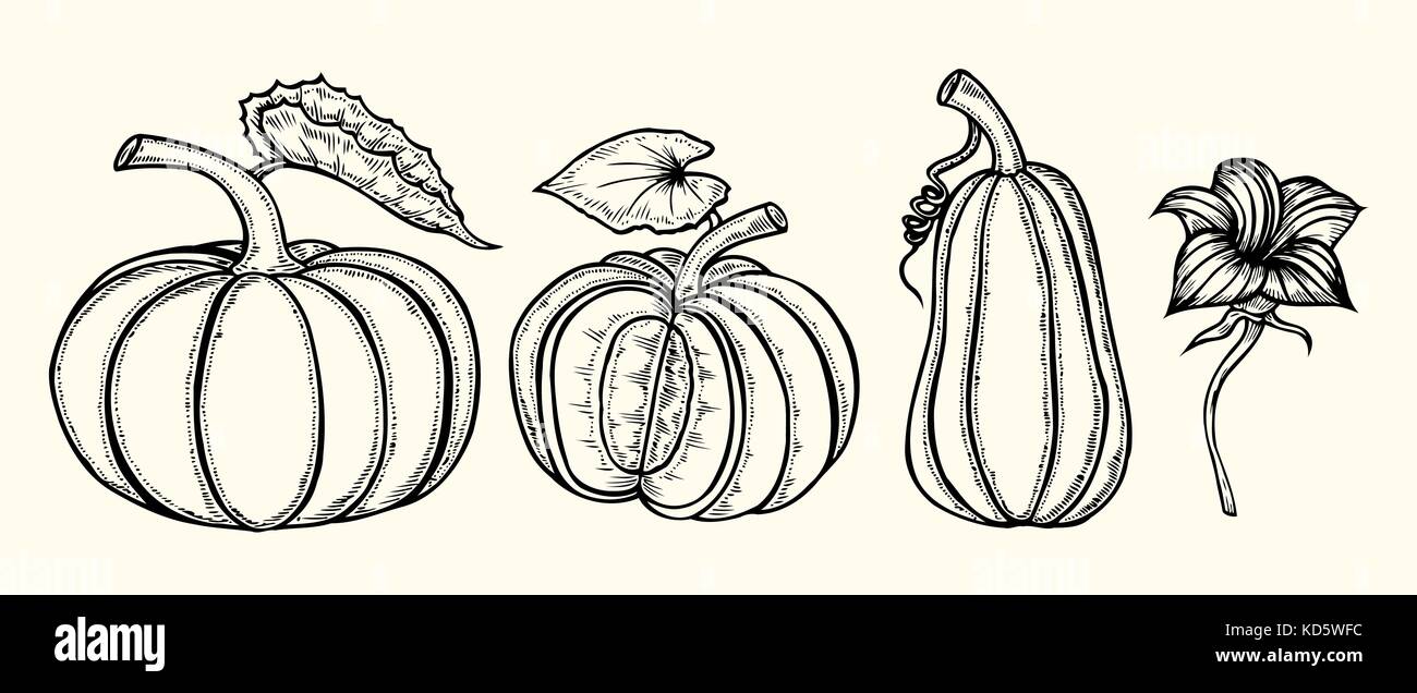 Hand drawn pumpkin Stock Vector Image & Art - Alamy