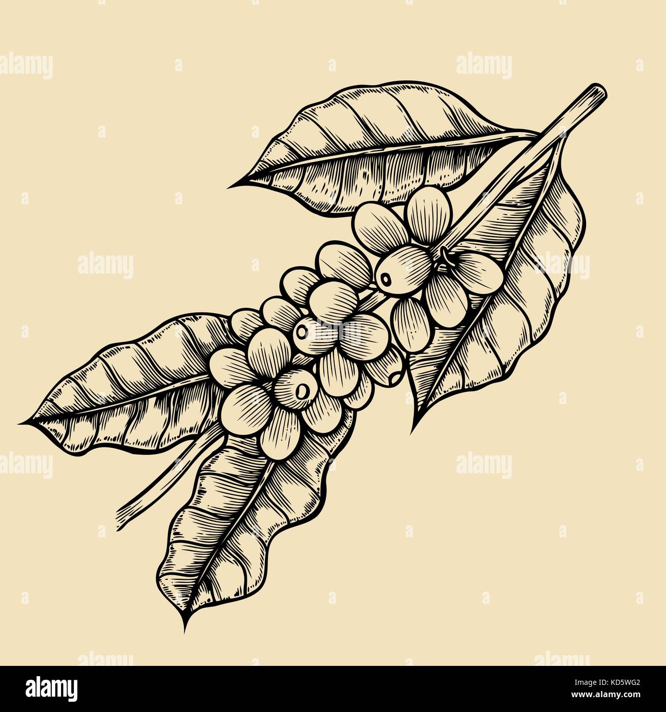 Coffee tree illustration Stock Vector Images - Alamy