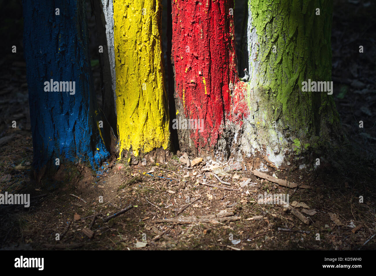 colorful forest with tree bark painted in many colors Stock Photo - Alamy