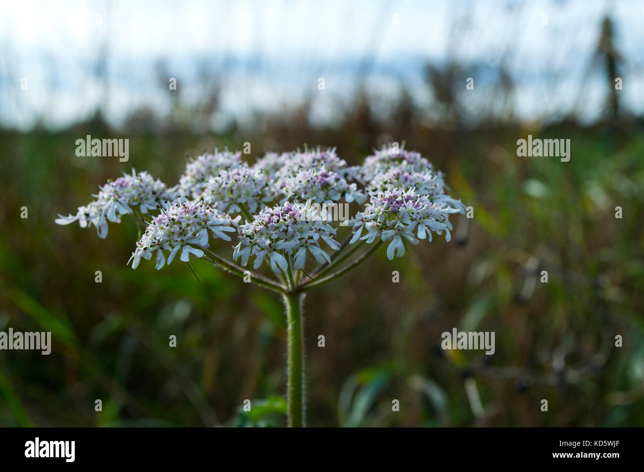 Macro British wild meadow Hemlock flower in full bloom with white and ...