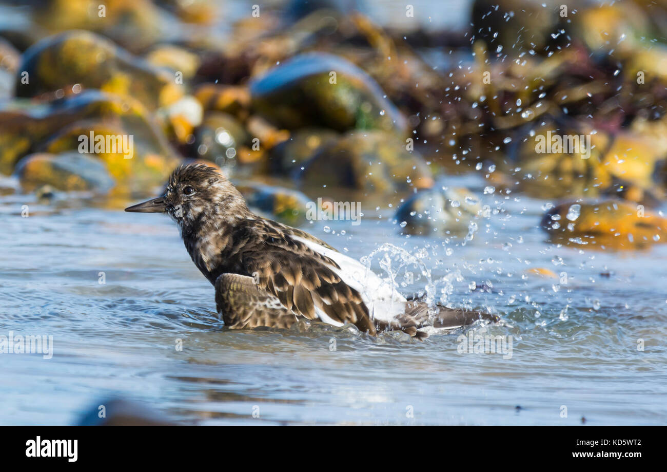 Turnstone bird (Arenaria interpres) in non-breeding plumage splashing ...