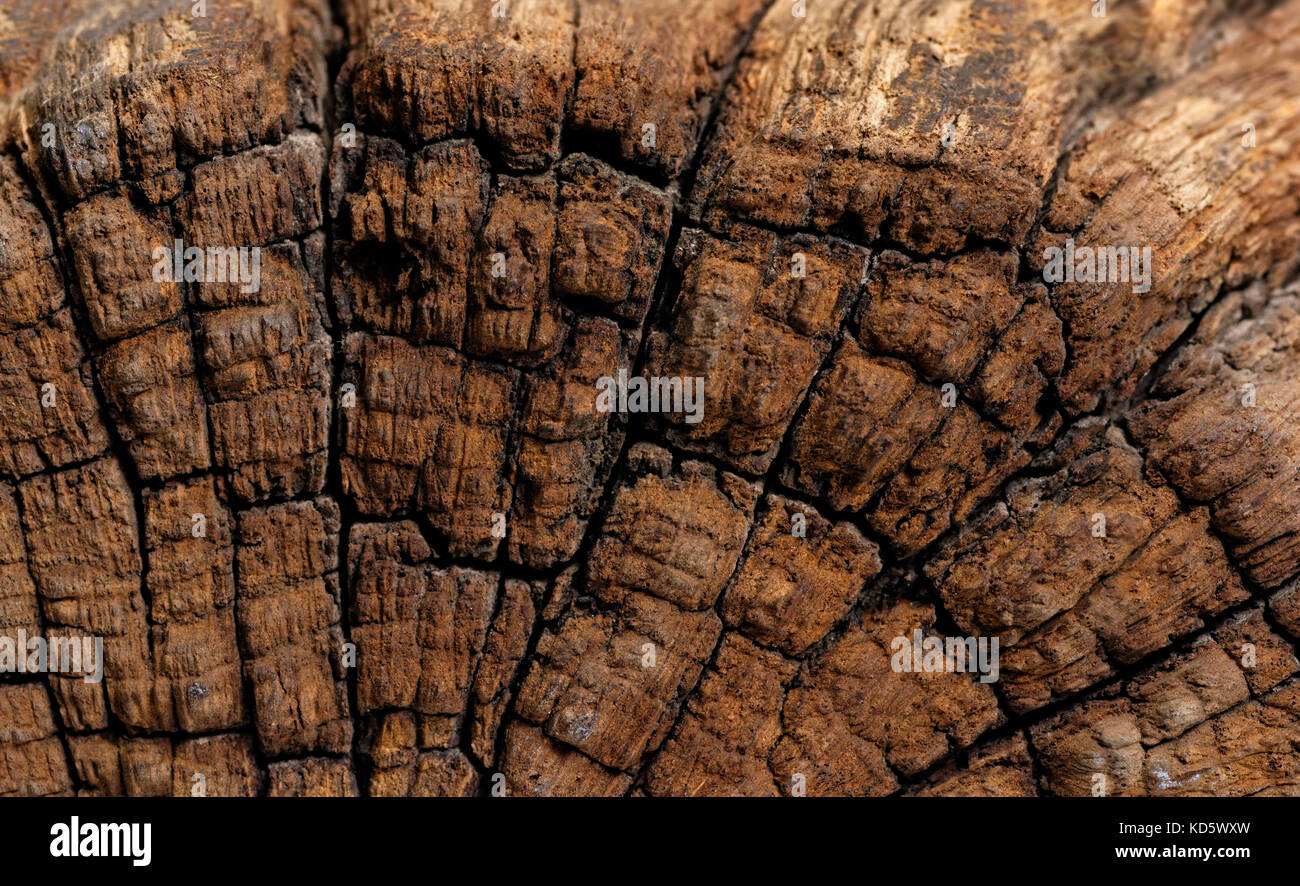 Backgrounds and textures: rough antique wooden stump surface, natural ...