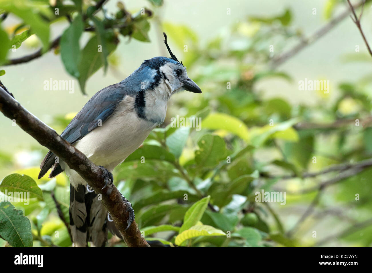 Blue and white Magpie-Jay in an apple tree, Arenal Volanco, Costa Rica ...