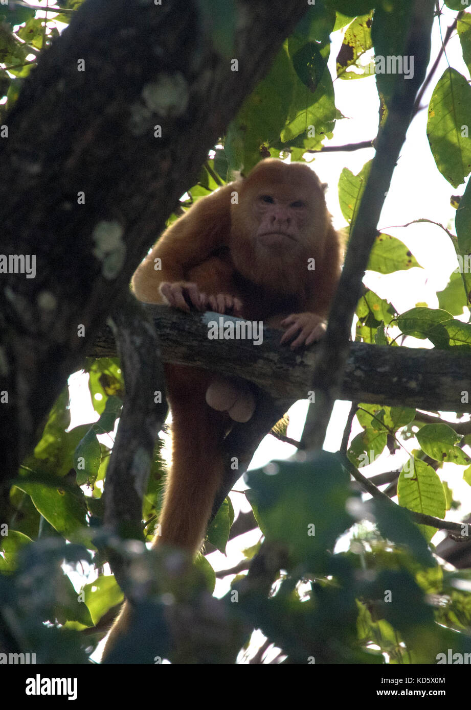 Pale howler monkey in a tree, Costa Rica Stock Photo - Alamy