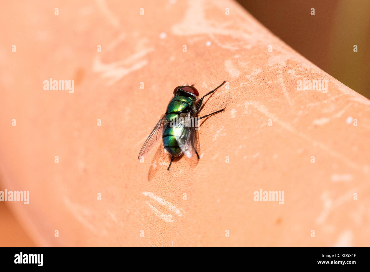Isolated colour closeup animal hi-res stock photography and images - Alamy