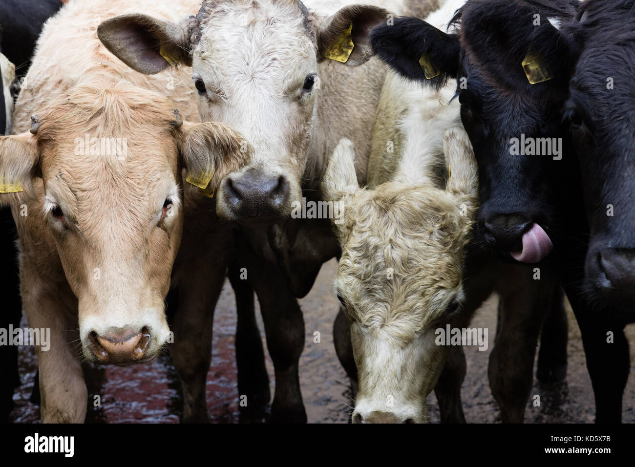 Farm cow close up in Village in Ireland Stock Photo - Alamy