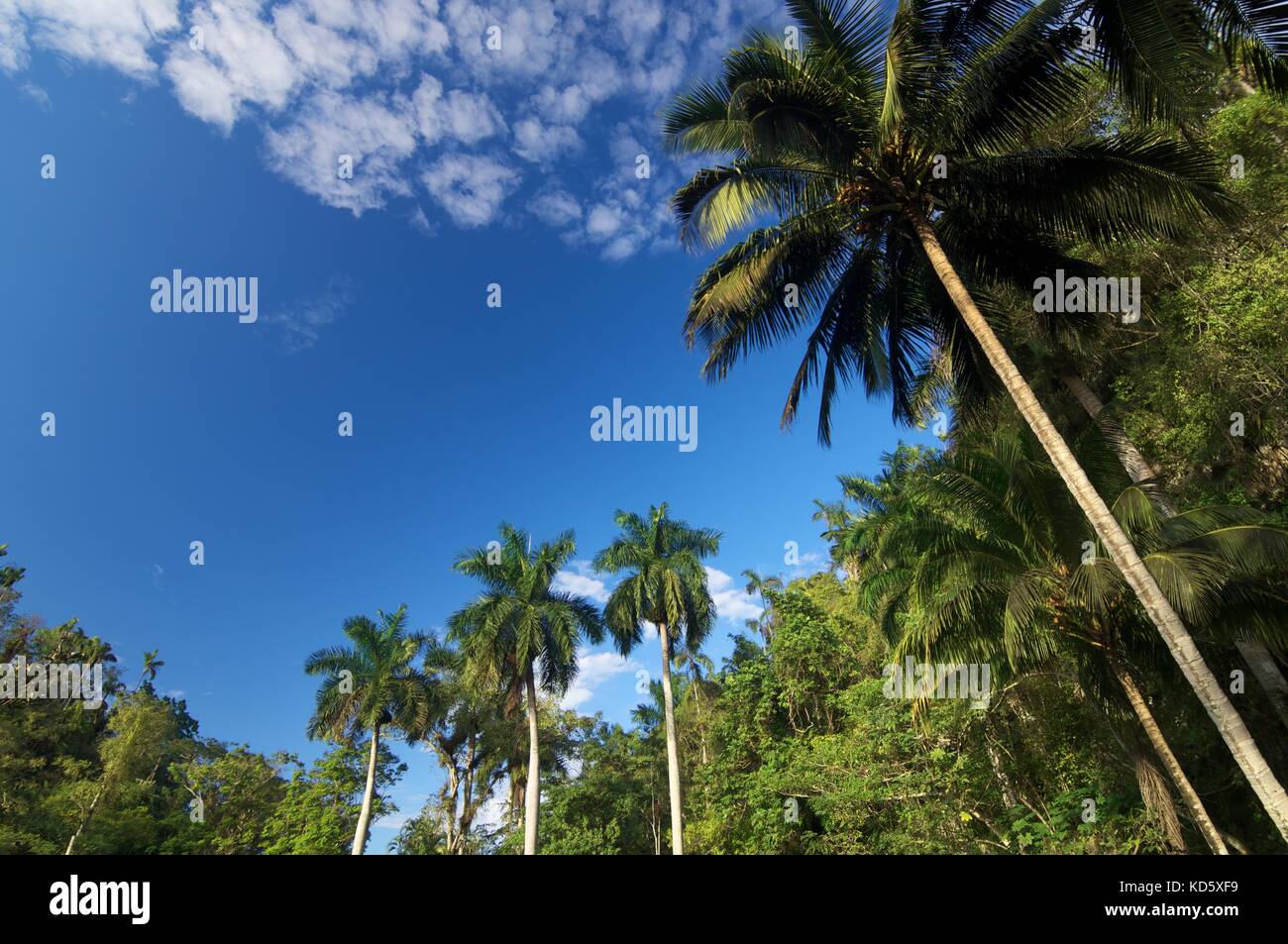 view of a jungle in Cuba Island Stock Photo - Alamy
