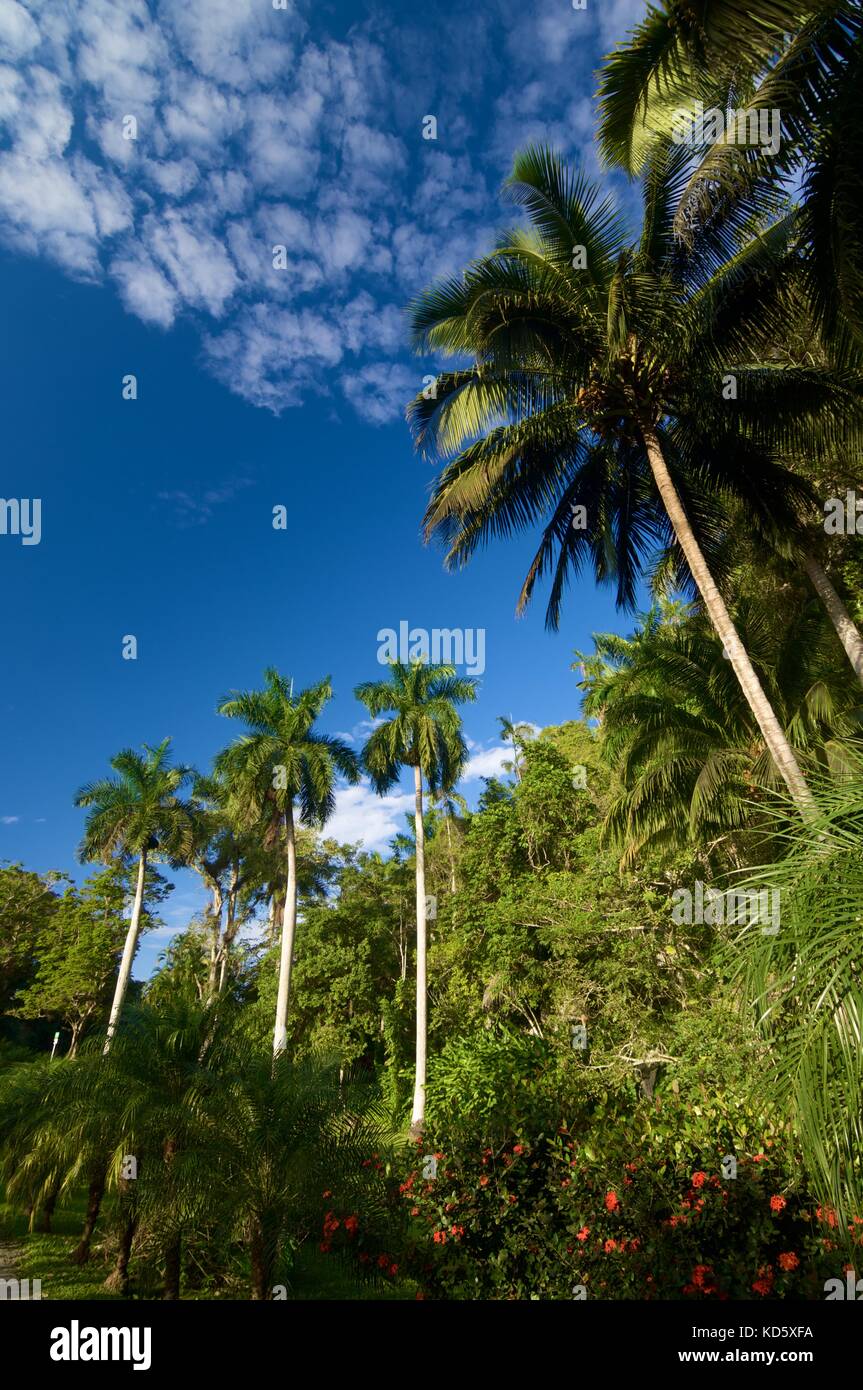 view of a jungle in Cuba Island Stock Photo - Alamy