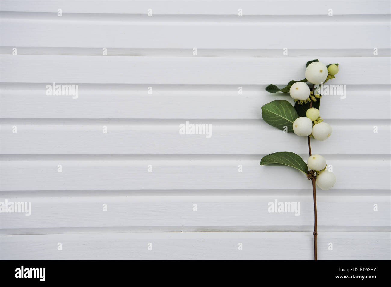 nature color photography image of natural English snowberry plant with ...