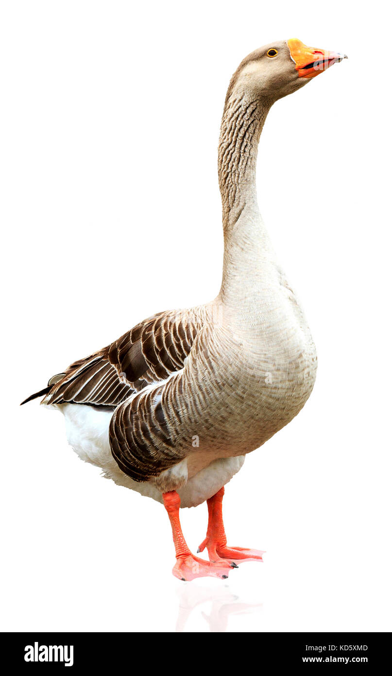 Closeup shot of big adult goose, isolated on white background Stock ...