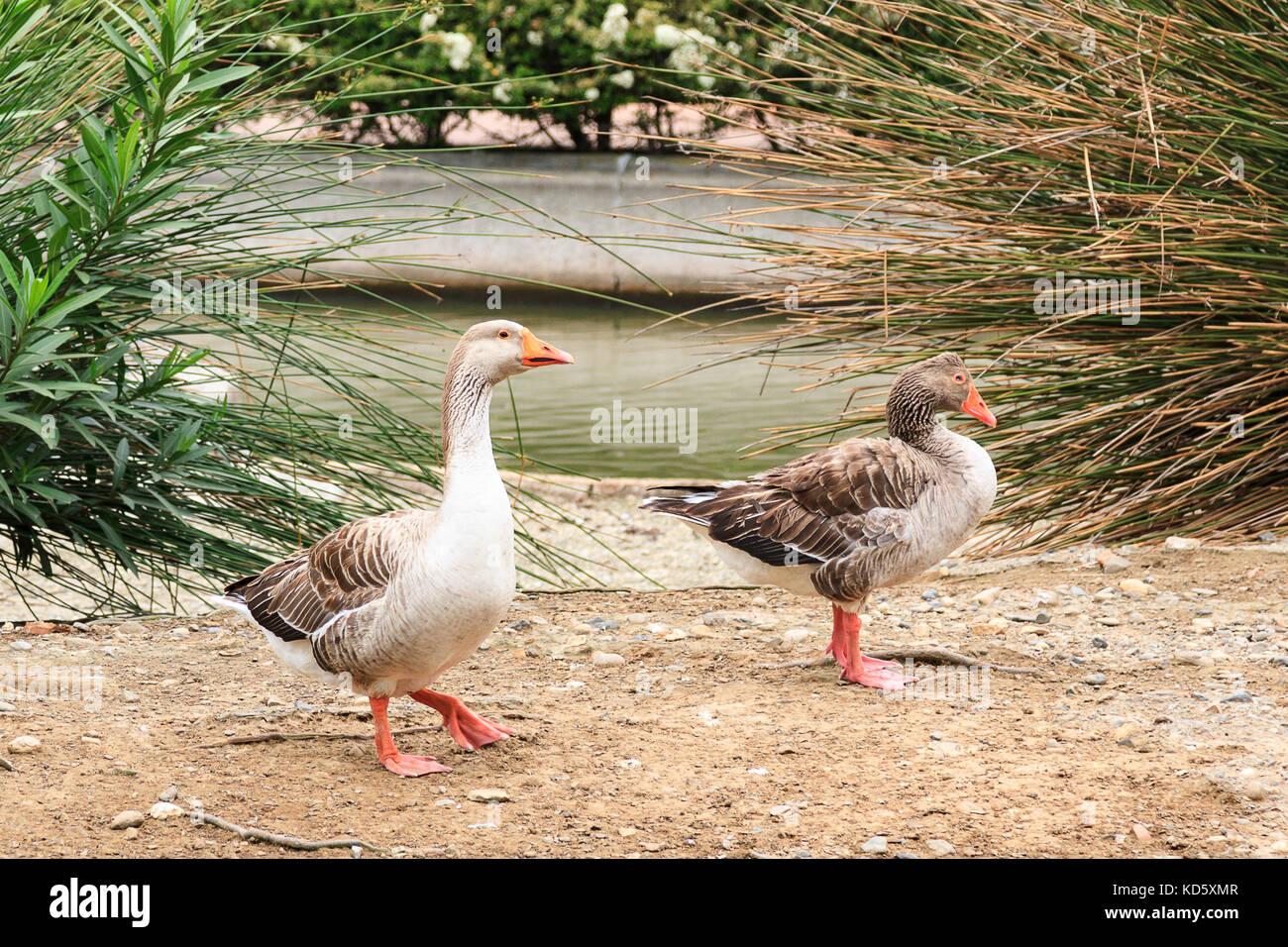 Beautiful shot two geese hi-res stock photography and images - Alamy