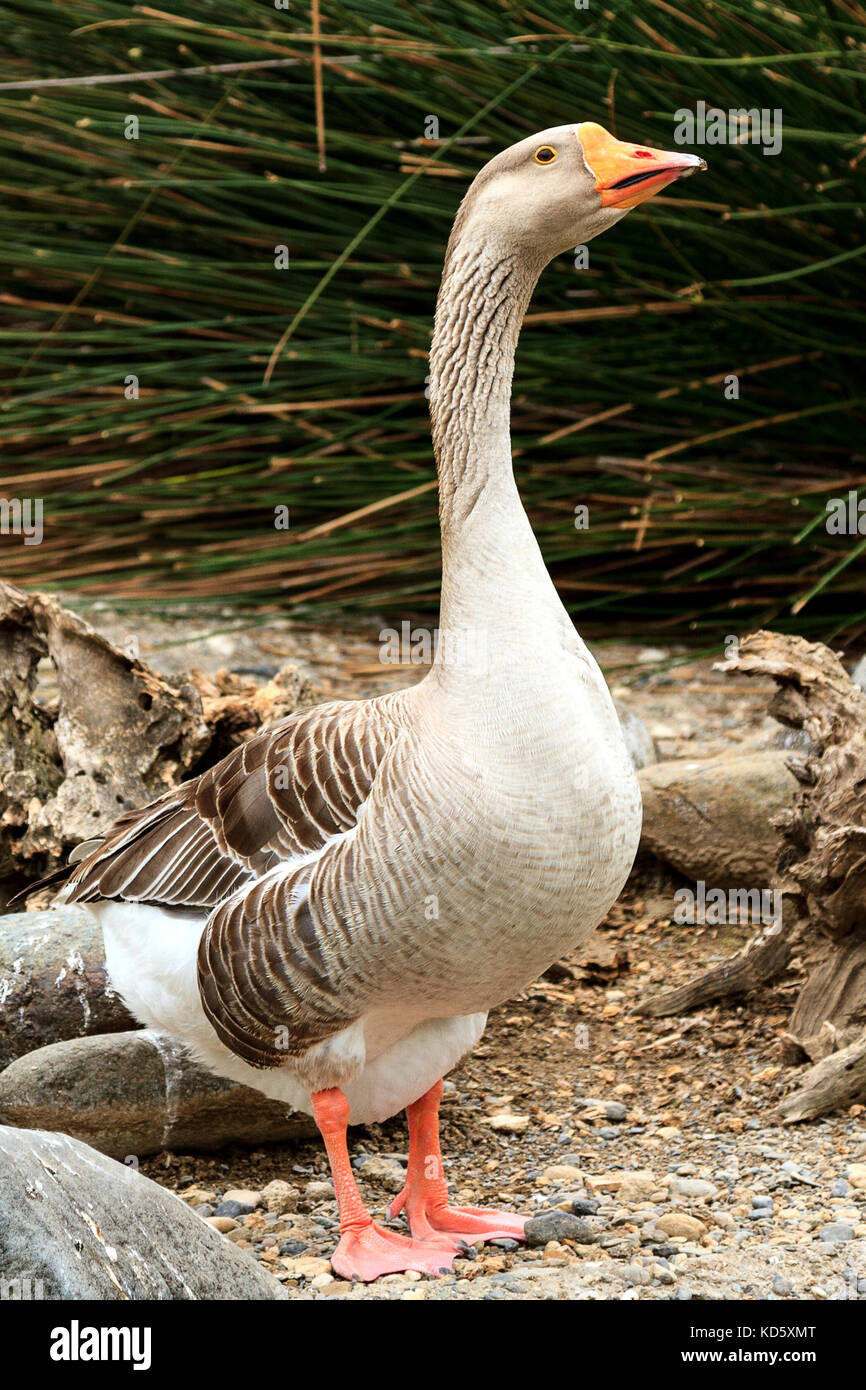 Adult goose hi-res stock photography and images - Alamy