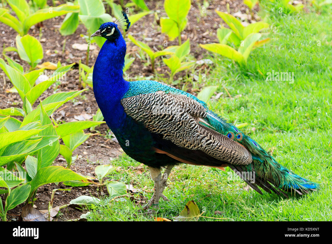 Big peacock hi-res stock photography and images - Alamy