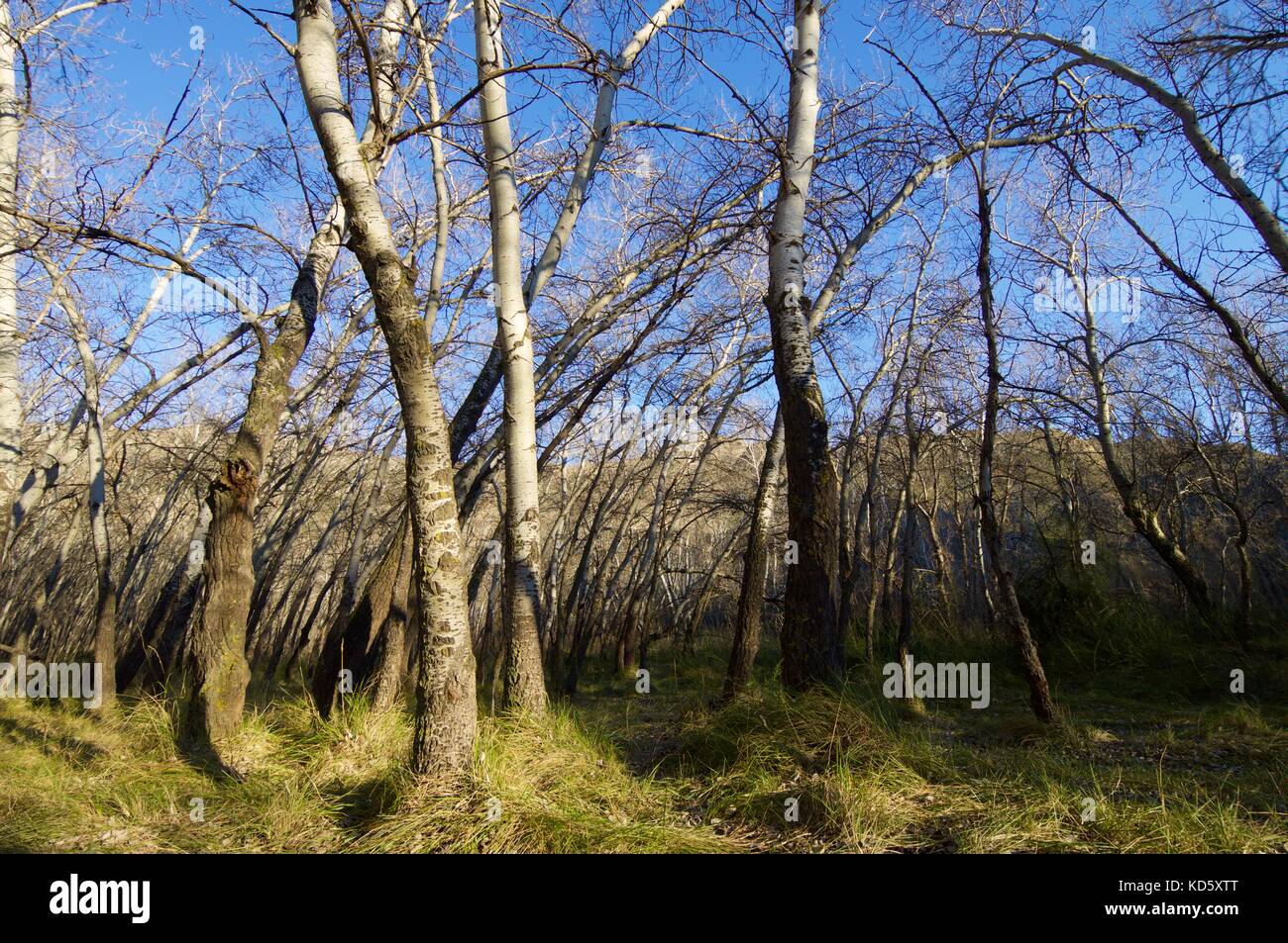 forest view in winter Stock Photo - Alamy
