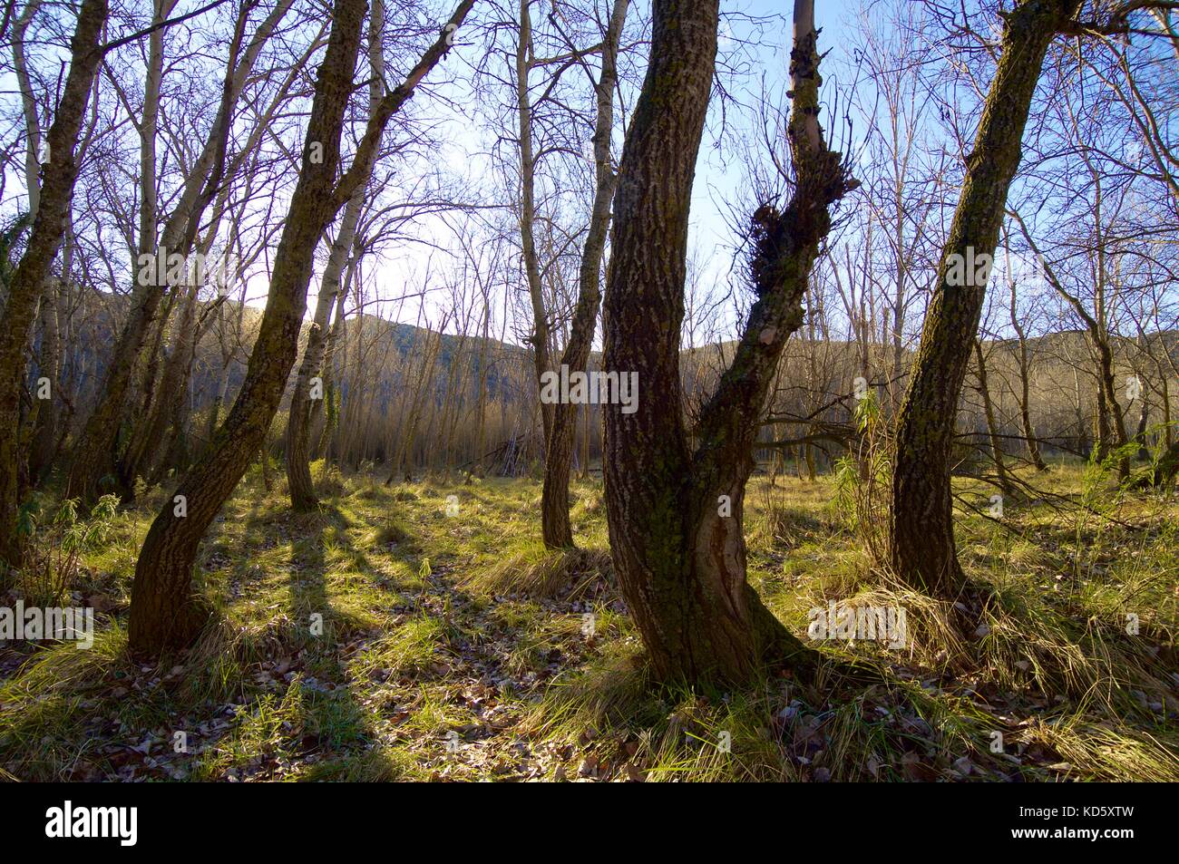 forest view in winter Stock Photo - Alamy