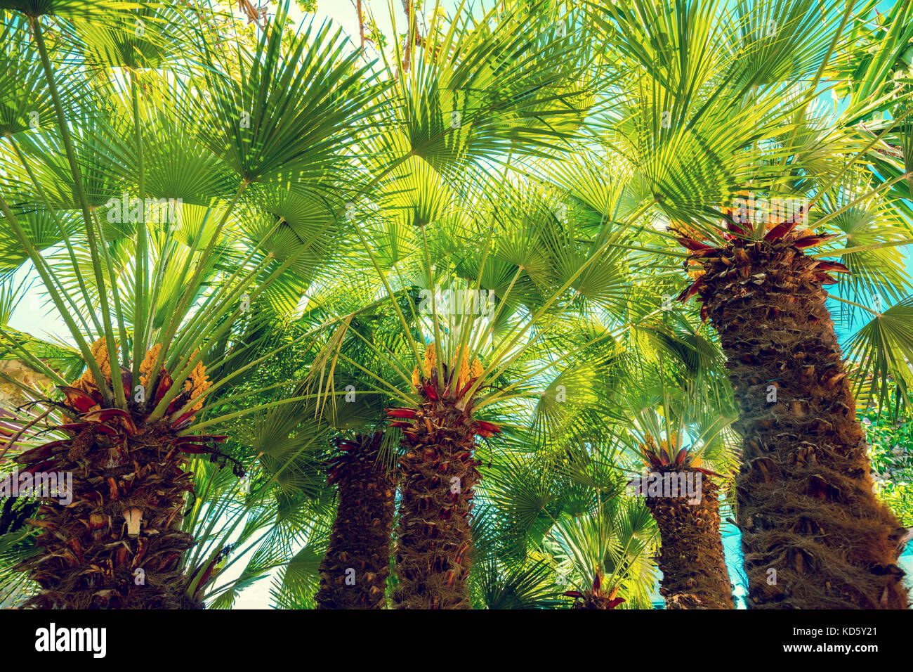 The row of Chamaerops humilis palm trees. Tropical landscape Stock ...