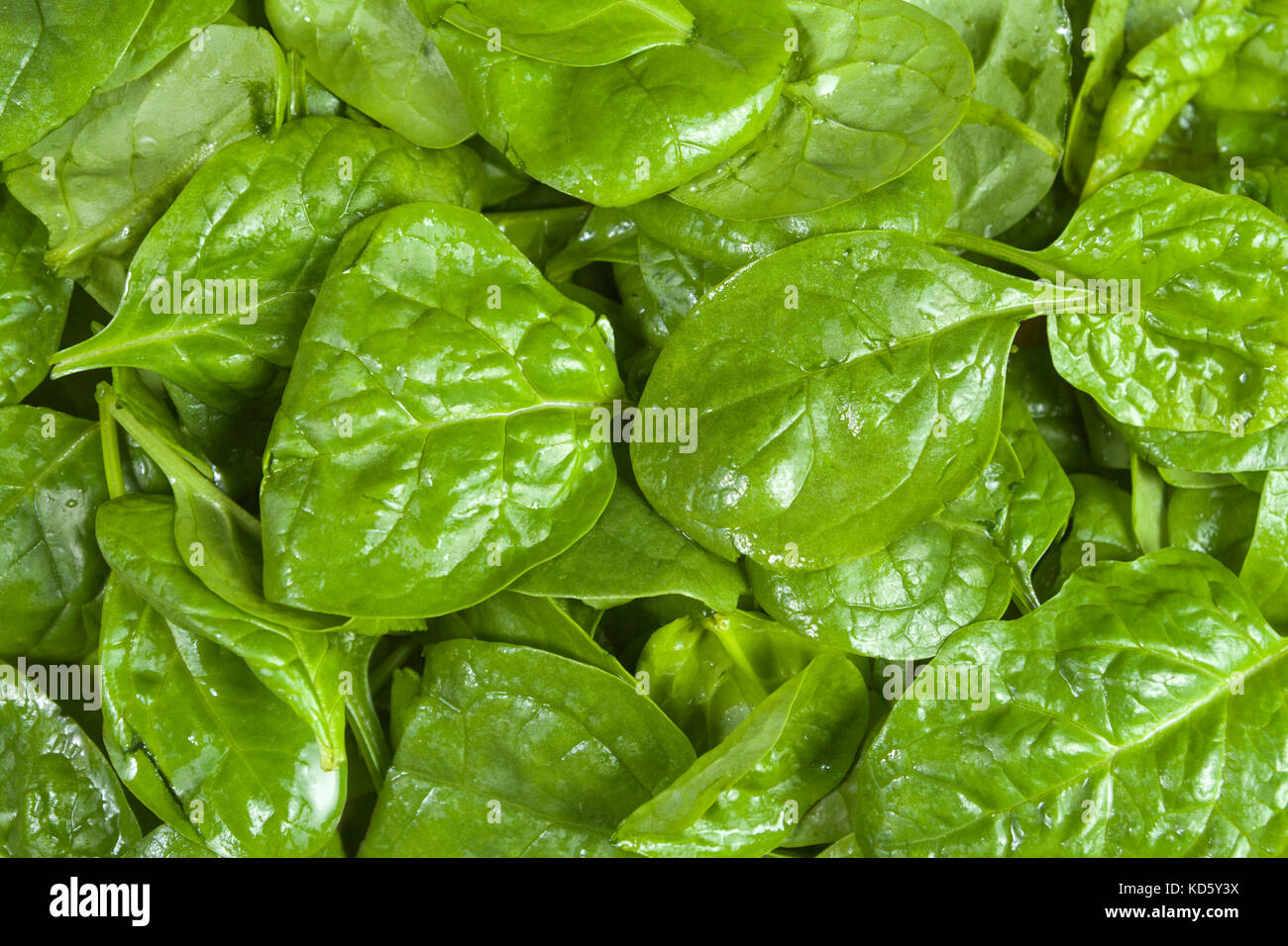 Freshly washed spinach leaves. Background. Close up Stock Photo - Alamy