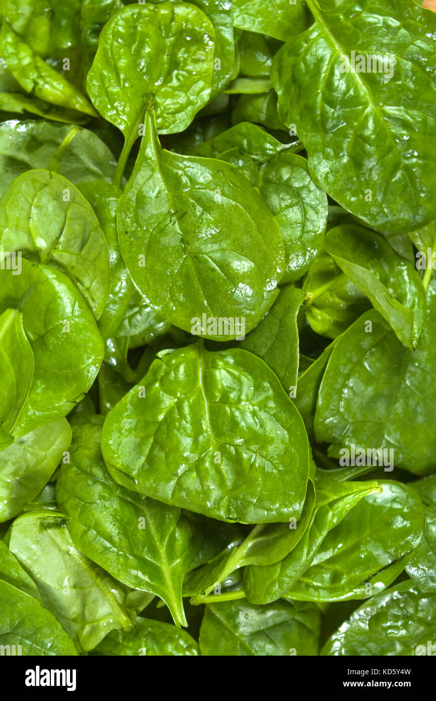 Green spinach leaves edible hi-res stock photography and images - Alamy