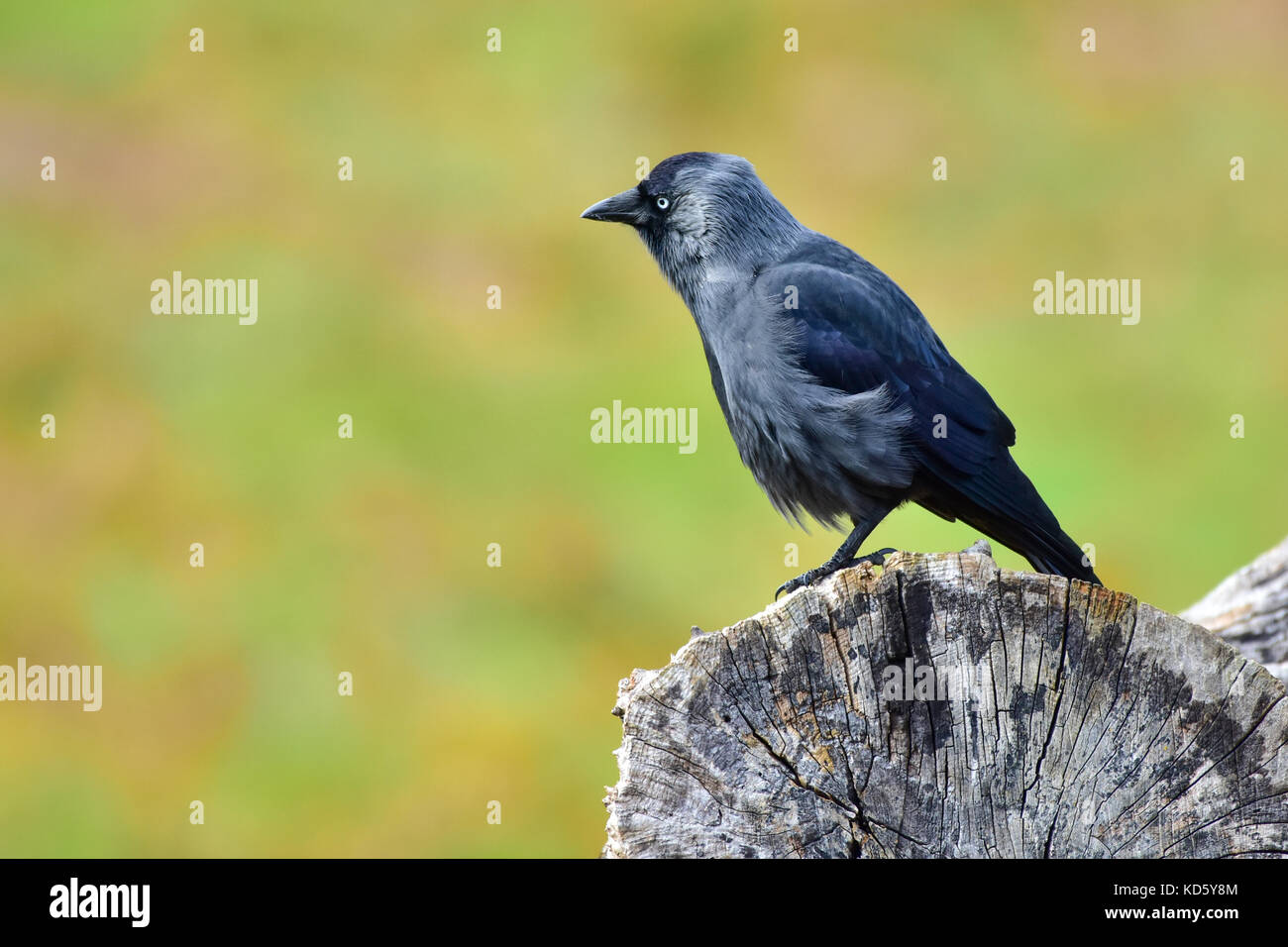 Jackdaw, Coloeus monedula Stock Photo - Alamy