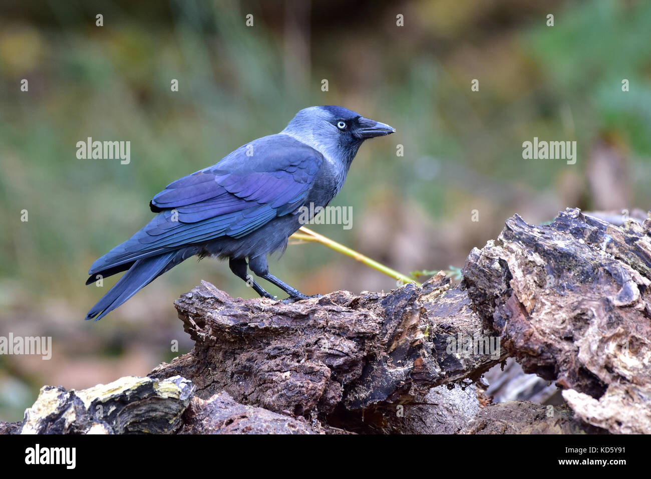 Jackdaw wing hi-res stock photography and images - Alamy
