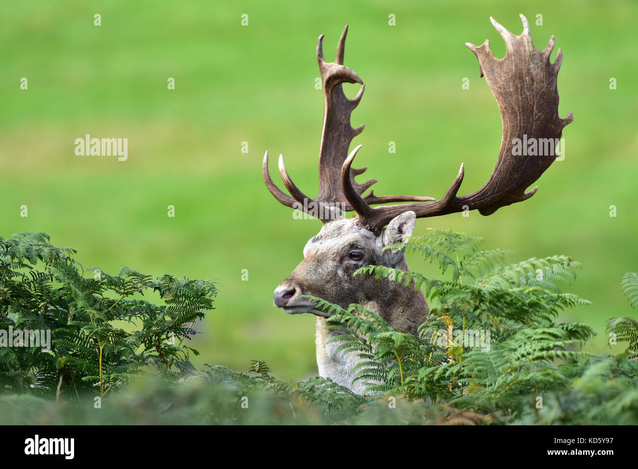 Fallow Deer, Dama dama Stock Photo - Alamy