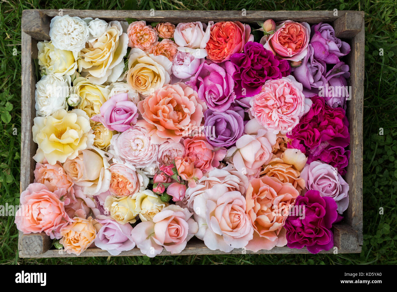 A box full of colourful Roses freshly picked at a Flower Farm in ...