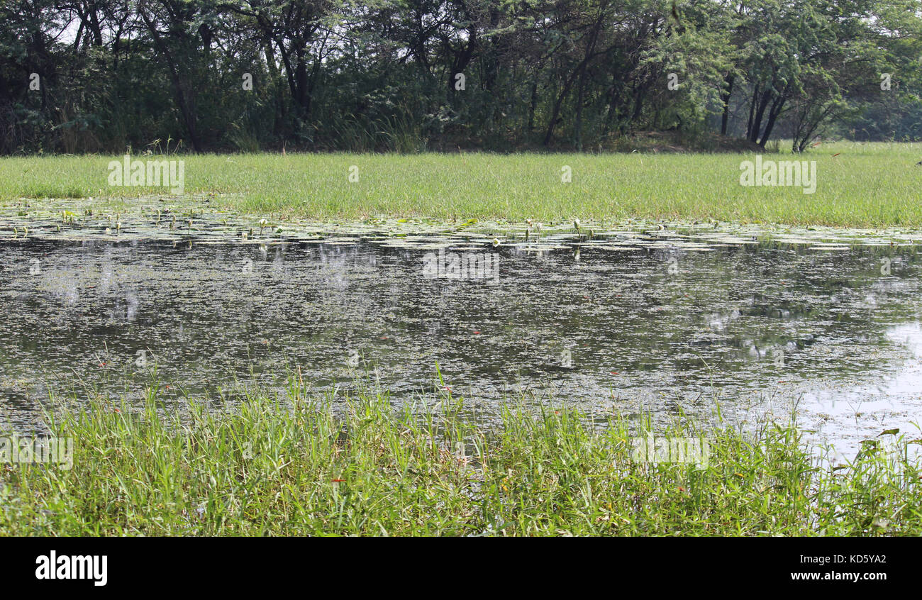 Sultanpur National Park Stock Photo - Alamy