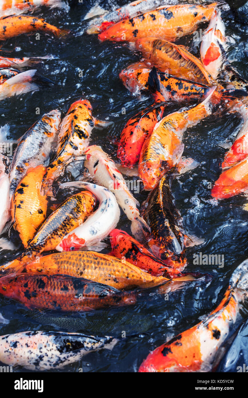 Gold fish aquarium top view hi-res stock photography and images - Alamy