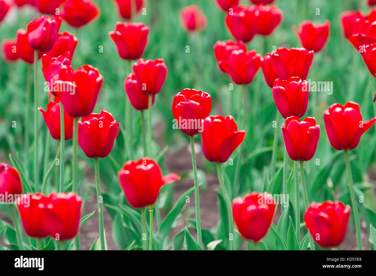 Closeup shot of red tulips flowers background Stock Photo - Alamy