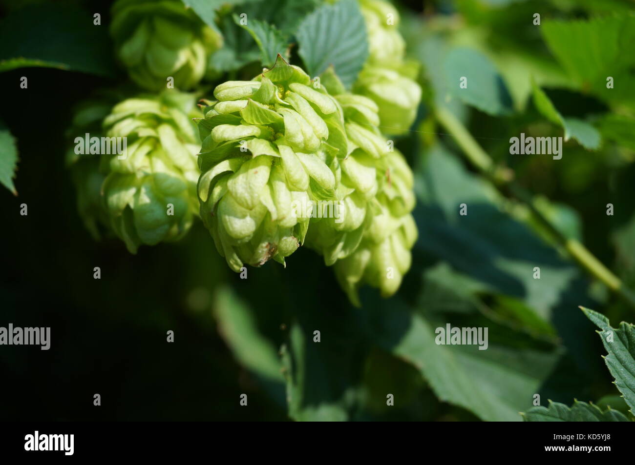Hops flower bud on the vine Stock Photo - Alamy