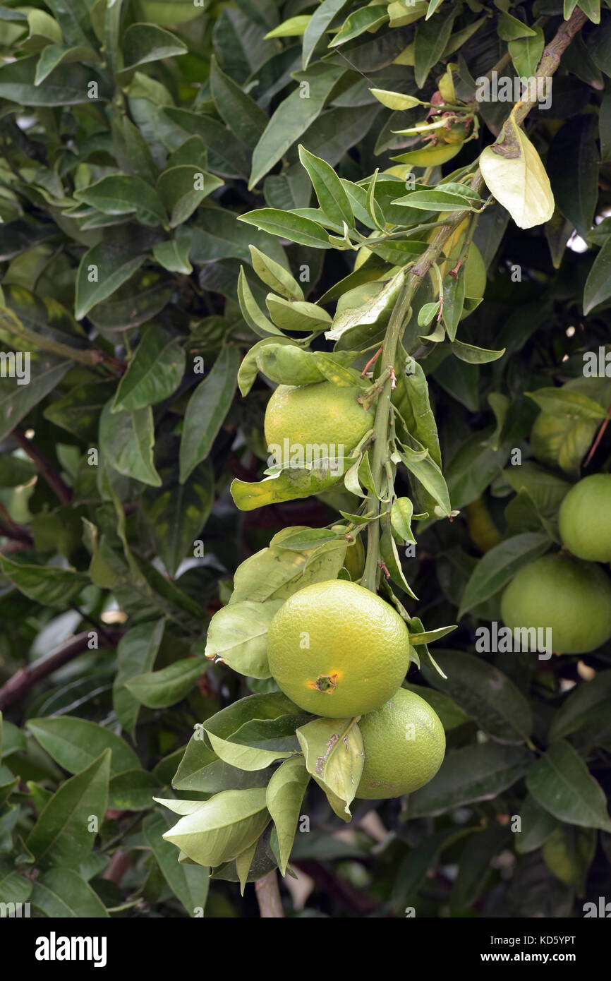 Wild Lemon Tree High Resolution Stock Photography and Images - Alamy