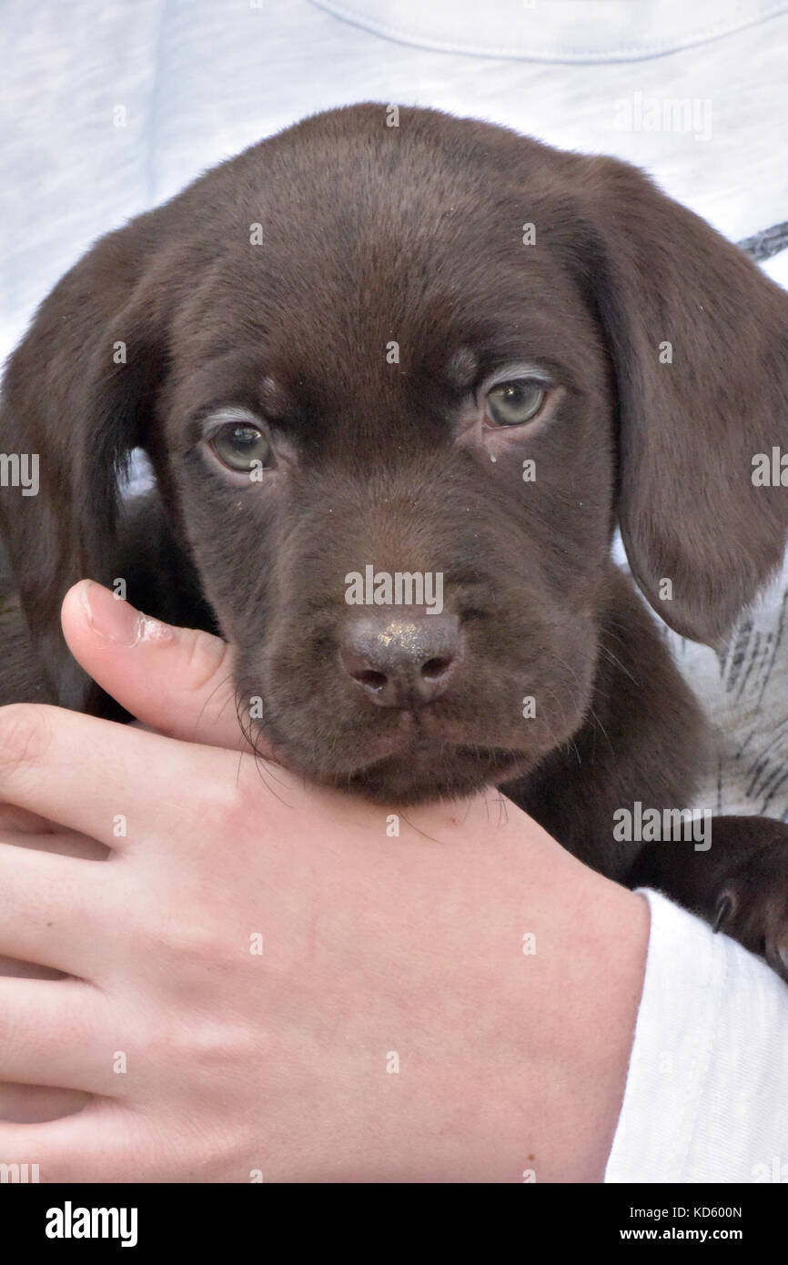 a labradinger or springador puppy being held by it's owner. cute pretty ...