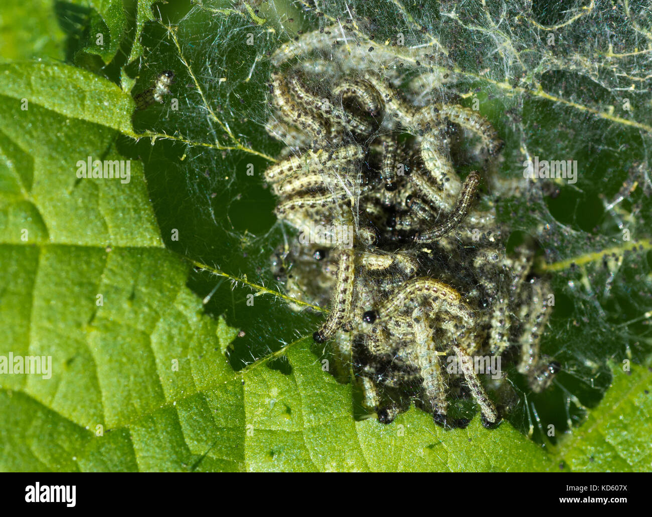 Nettles butterfly hi-res stock photography and images - Alamy
