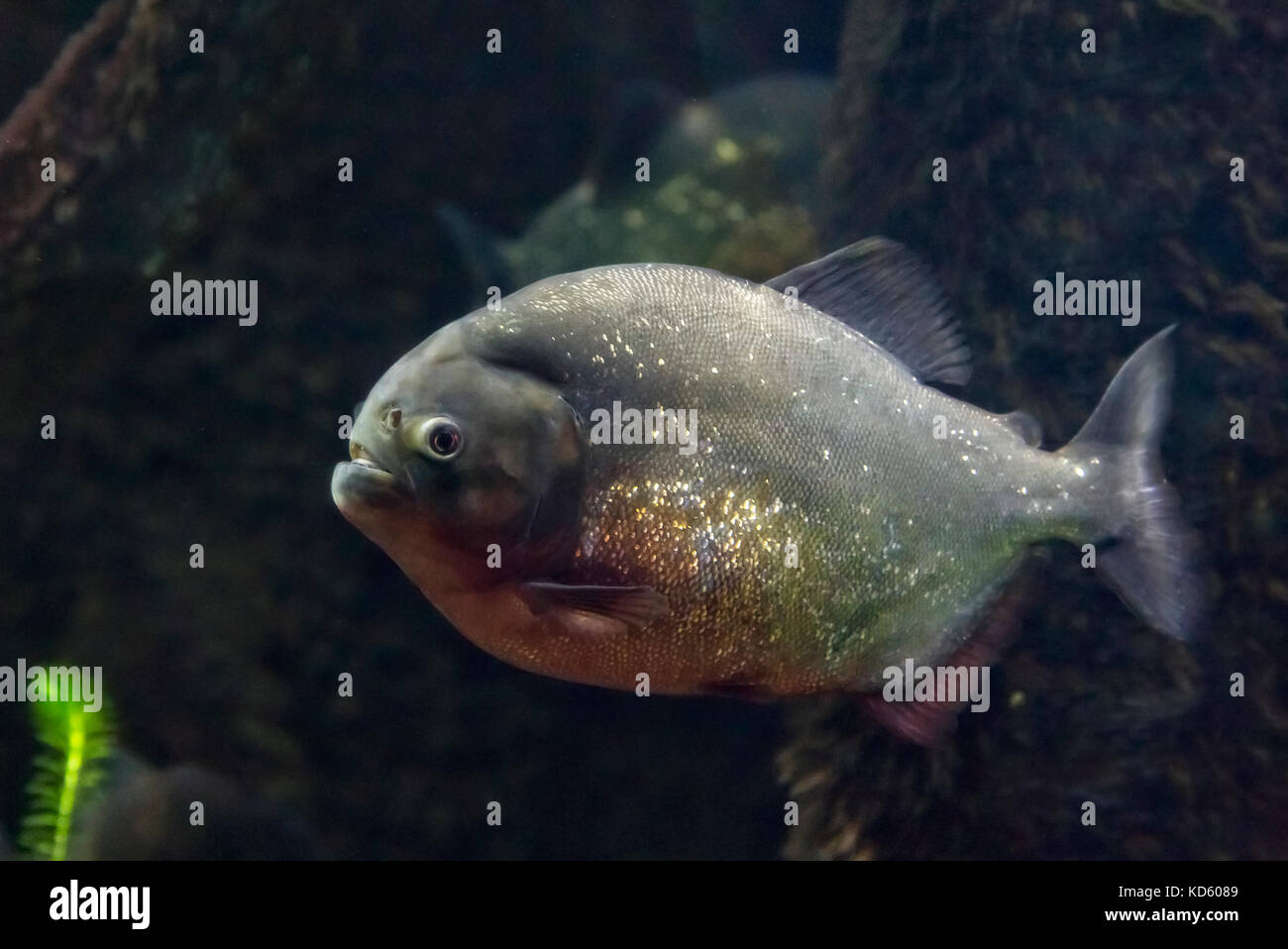 tropical fish and more Stock Photo - Alamy