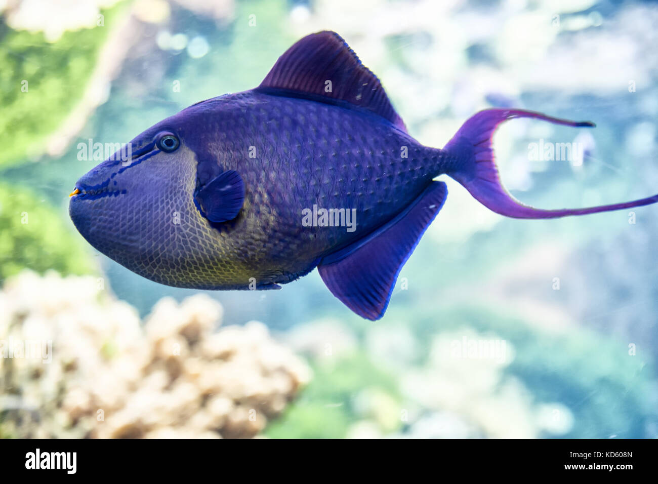 tropical fish and more Stock Photo - Alamy