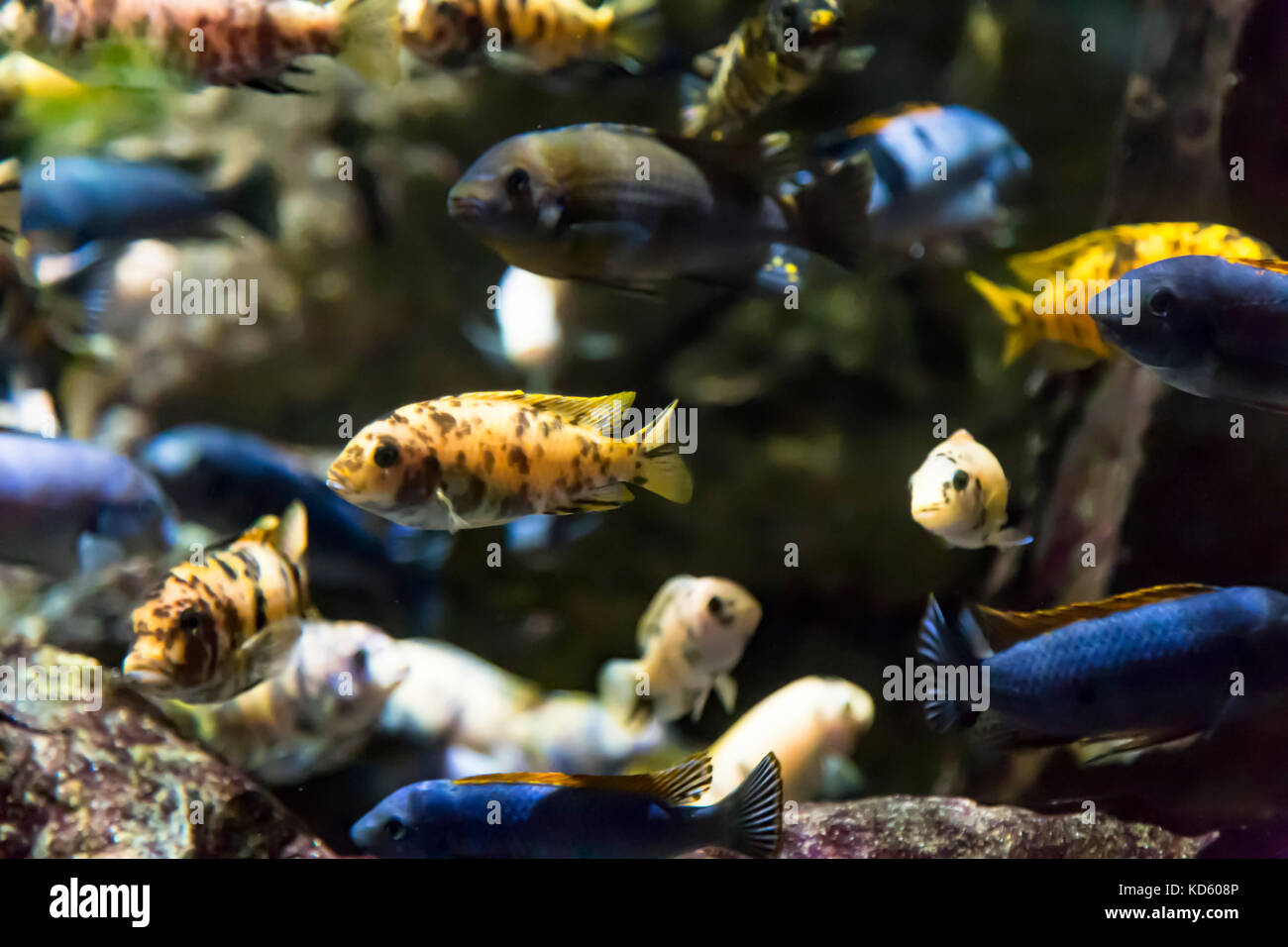 tropical fish and more Stock Photo - Alamy