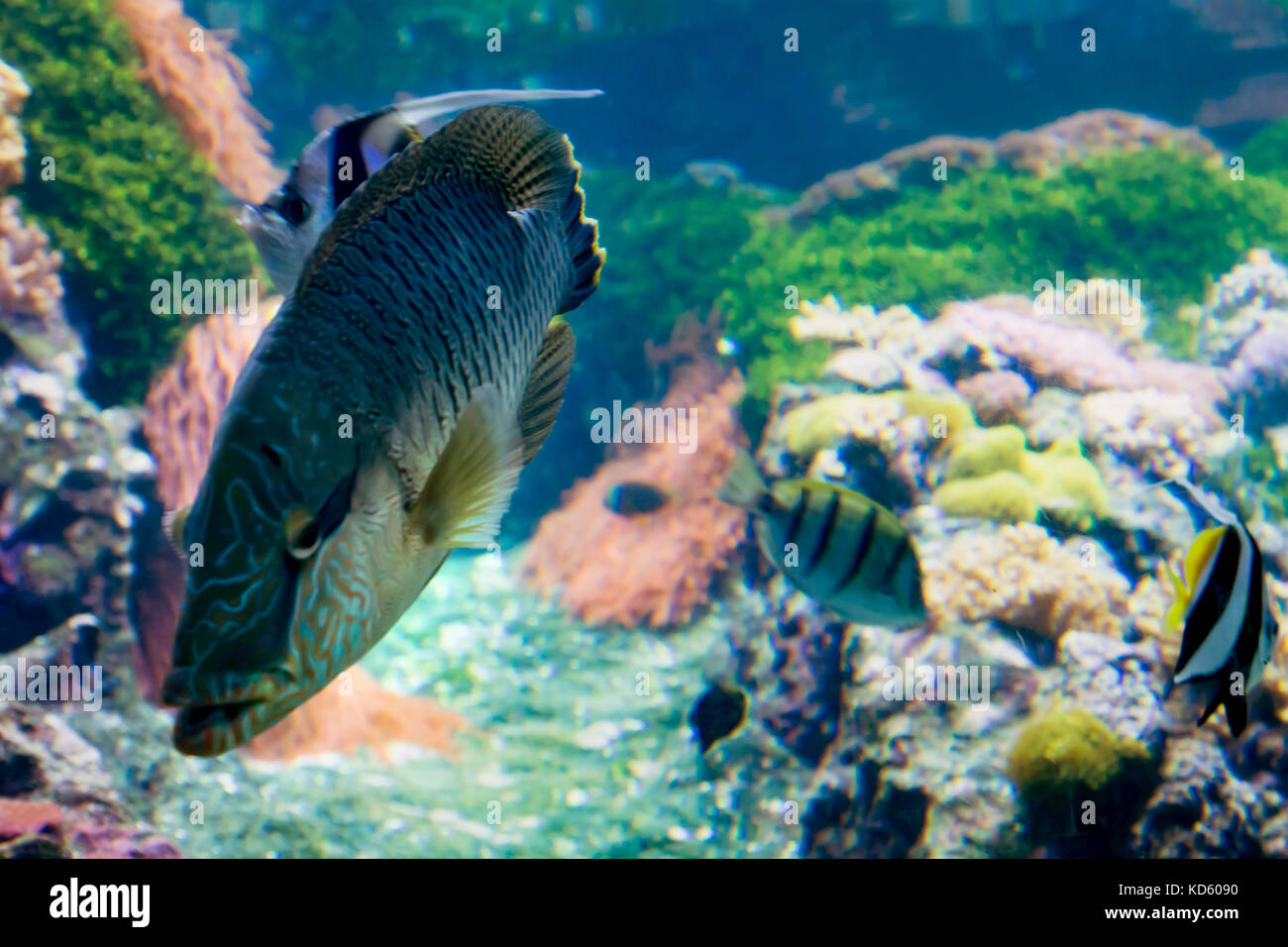 tropical fish and more Stock Photo - Alamy