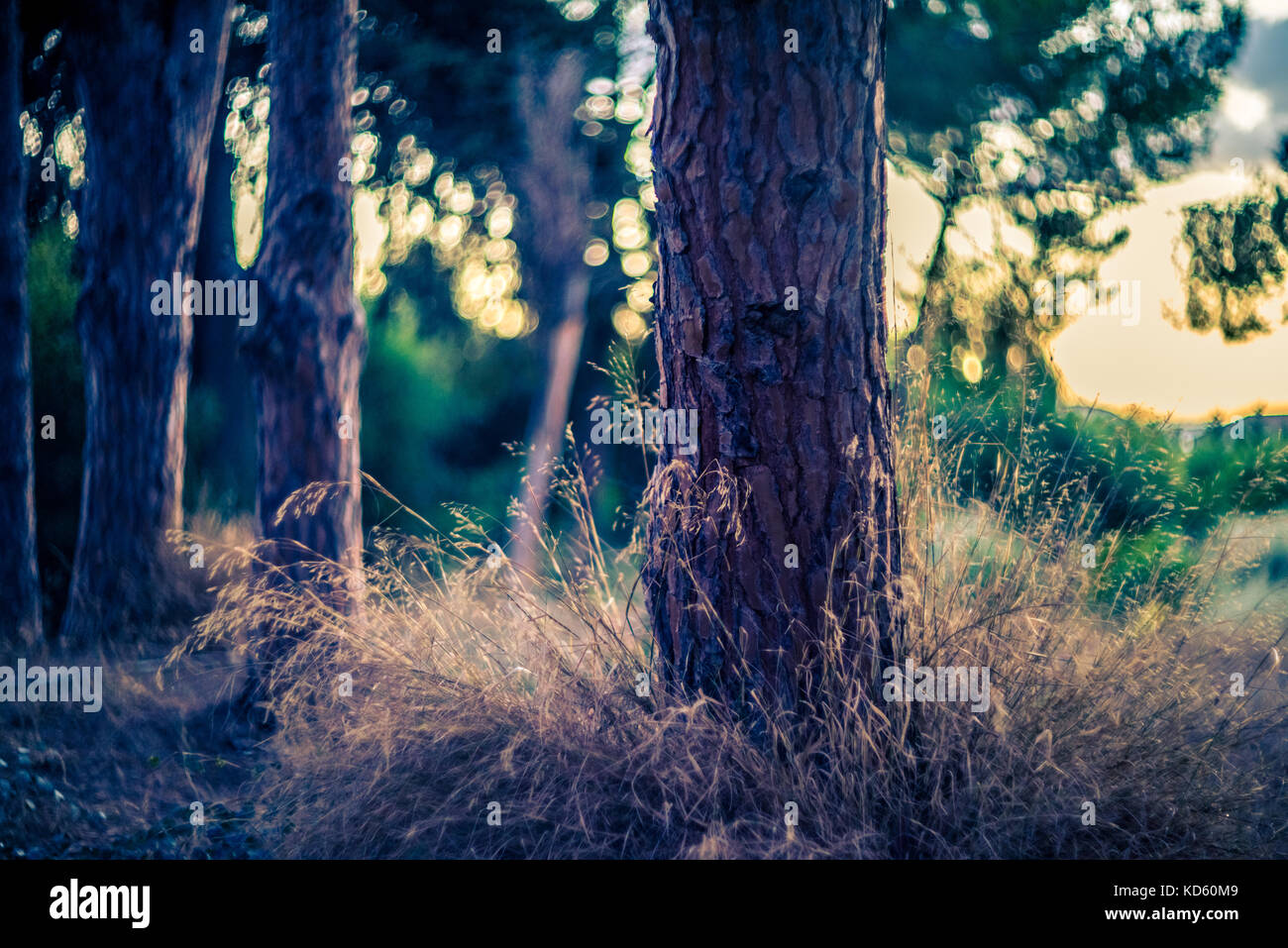 Trees in neglected park - forest Stock Photo - Alamy