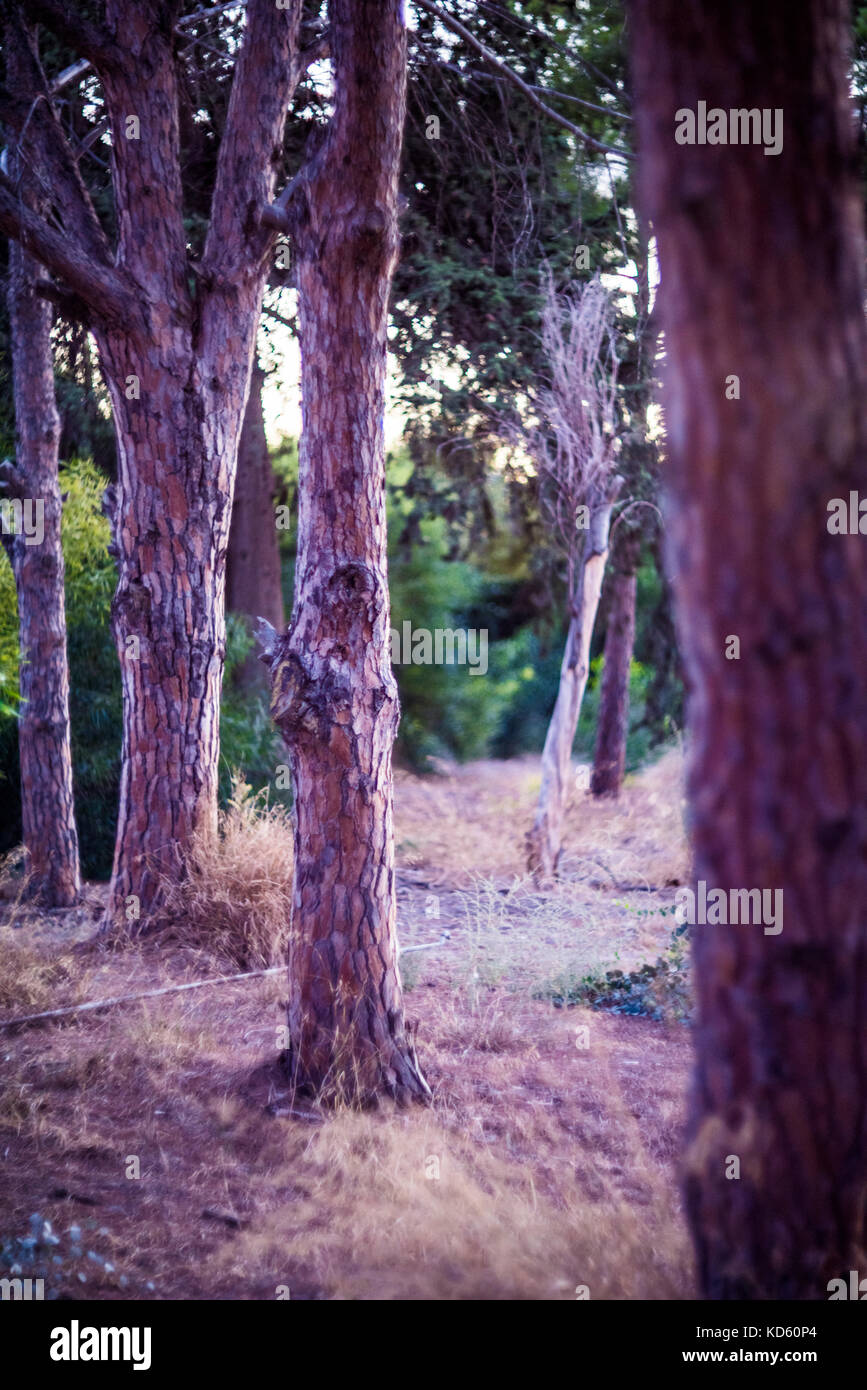 Trees in neglected park - forest Stock Photo - Alamy
