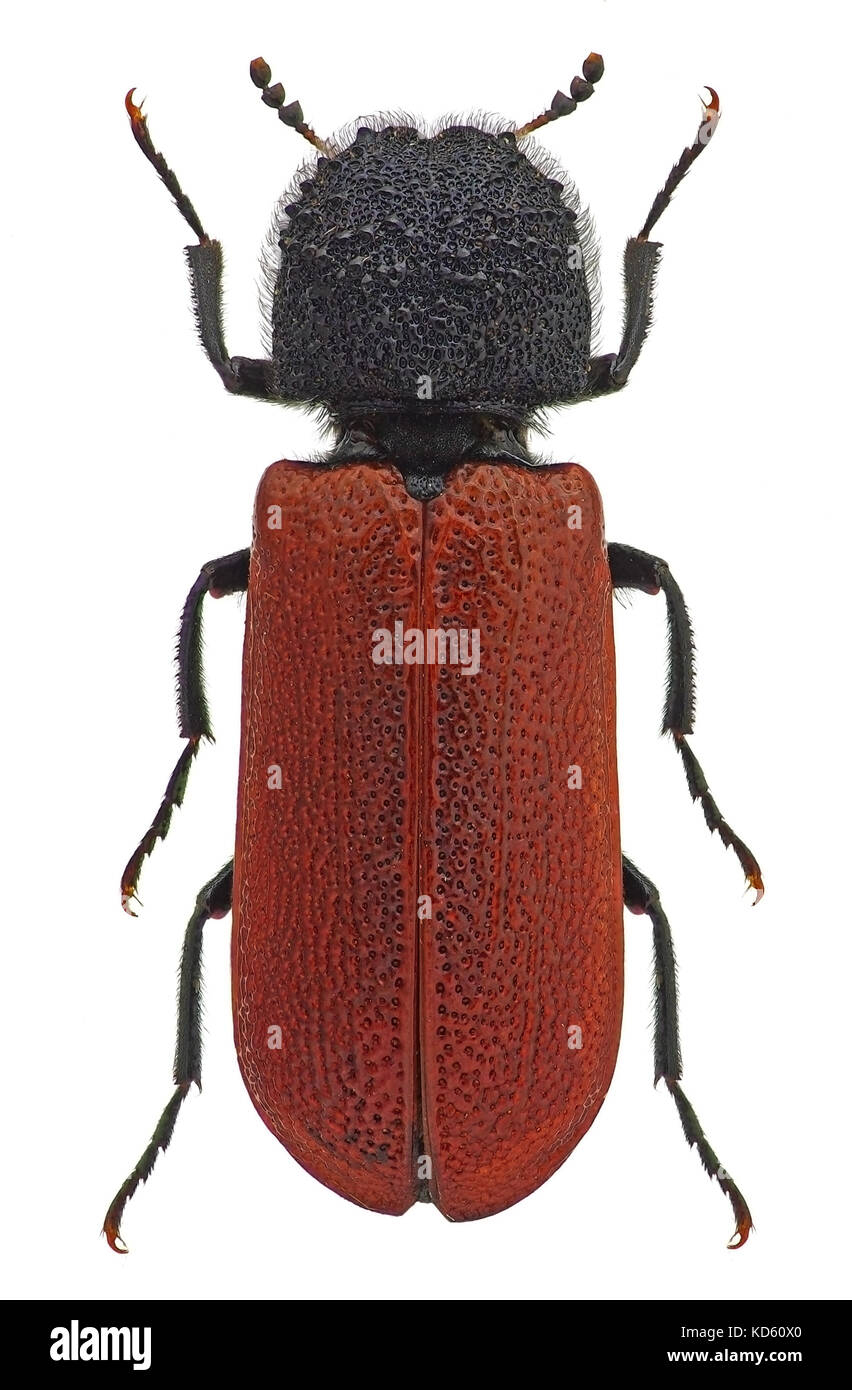 Bostrichus capucinus, a wood boring beetle Stock Photo - Alamy