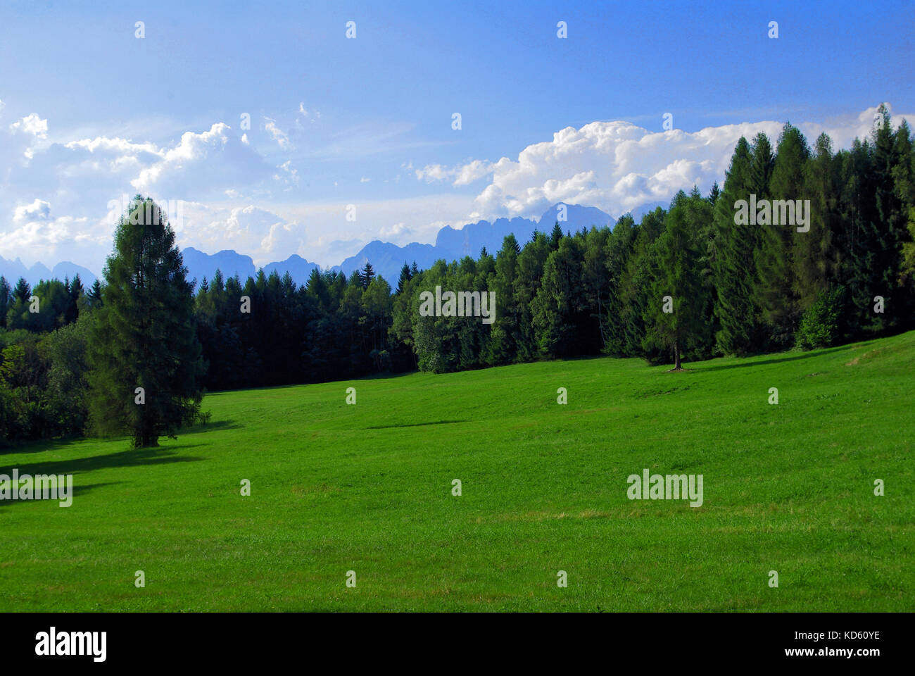Alpine meadow in the Dolomites, Italian Alps Stock Photo - Alamy