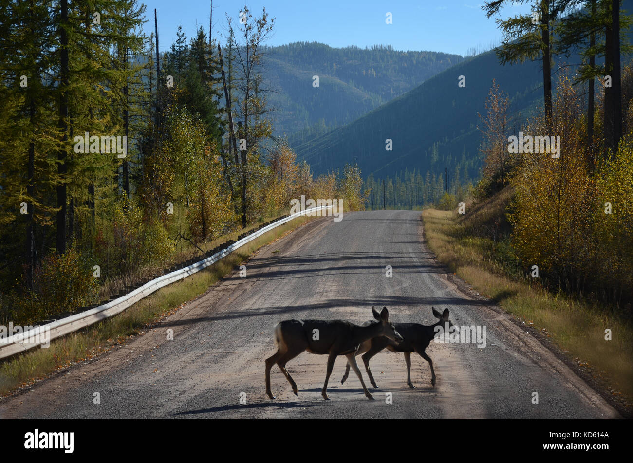 Mule crossing hi-res stock photography and images - Alamy
