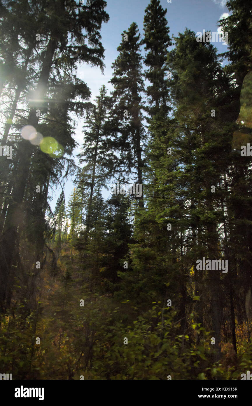 Pine tree forest on a bright blue sky in Glacier National Park Stock ...