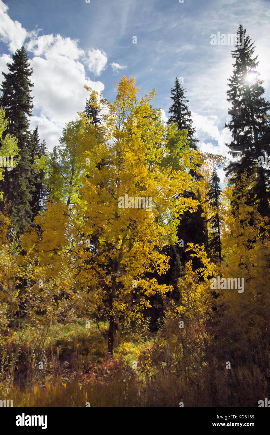 Sunlight coming through the trees hi-res stock photography and images ...