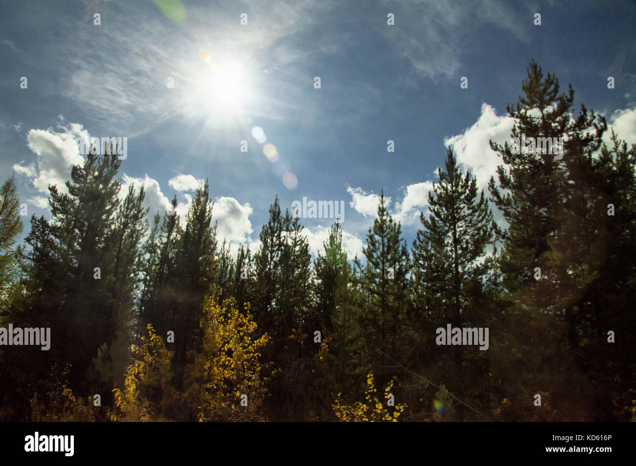 Sunlight coming through fall trees in Glacier National Park in Montana ...