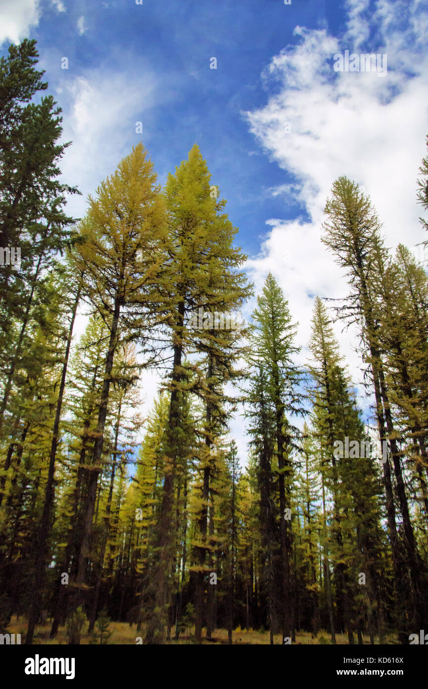 Beautiful fall trees in fall on a bright blue sky at Glacier National ...