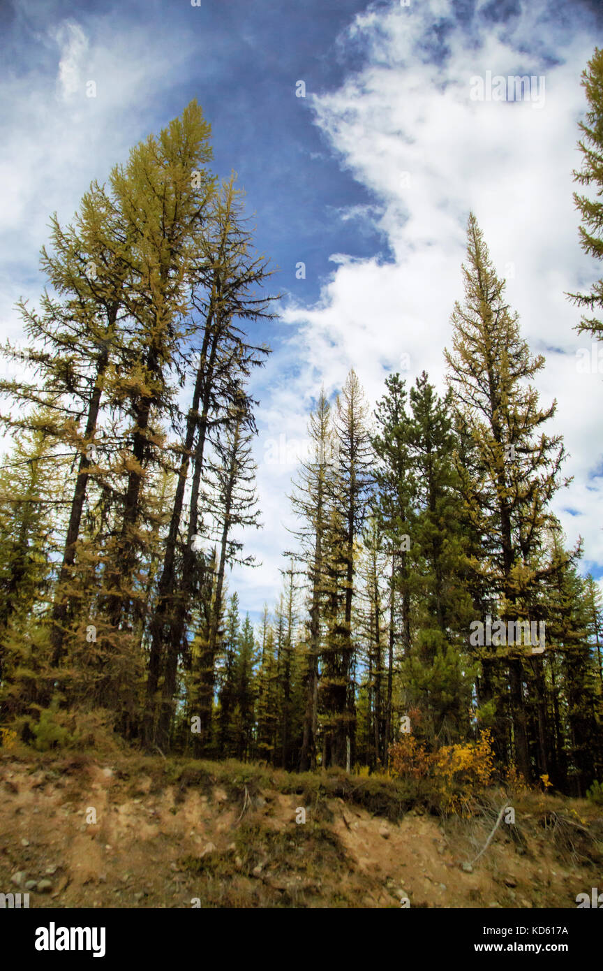 Beautiful fall trees in fall on a bright blue sky at Glacier National ...