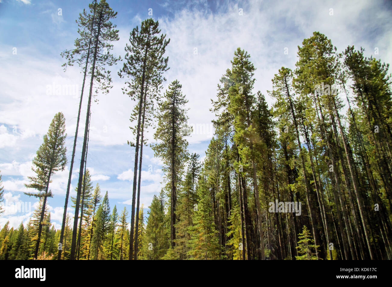 Pine tree forest on a bright blue sky in Glacier National Park Stock ...